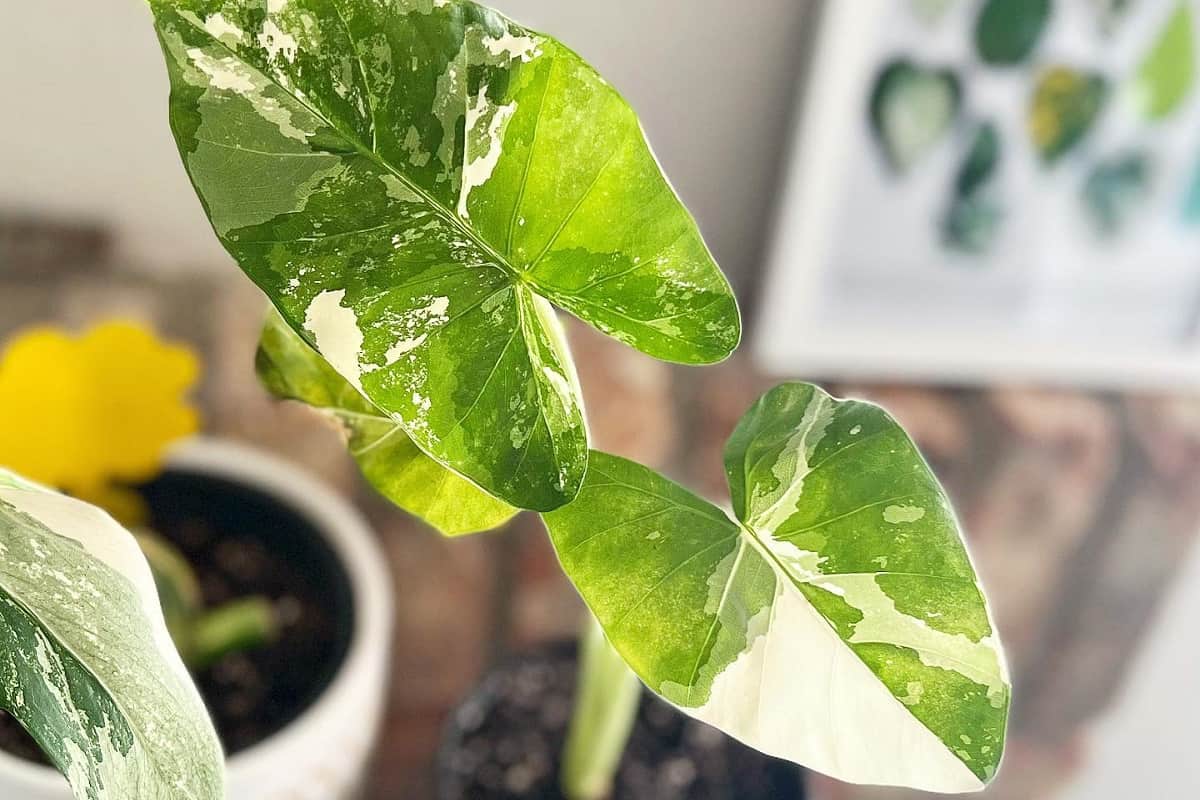 How To Propagate Alocasia Albo (Step-By-Step Guide) | Houseplant Alley