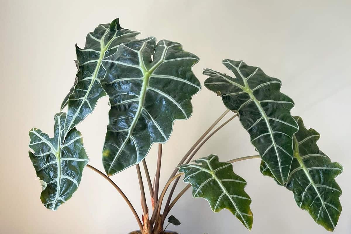 How To Propagate Alocasia Polly (Step-By-Step Guide) | Houseplant Alley