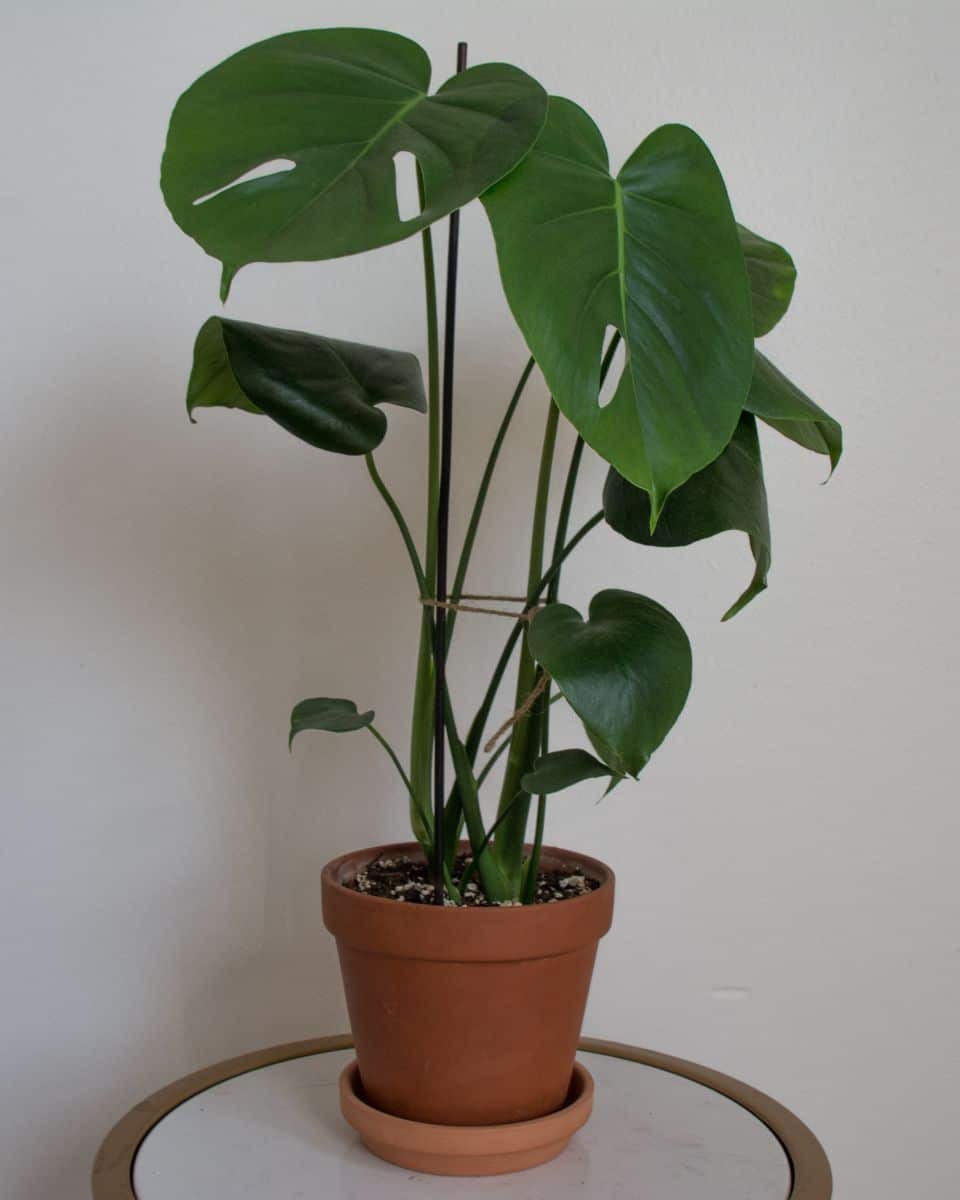 3 Ways How To Grow Monstera Upwards | Houseplant Alley