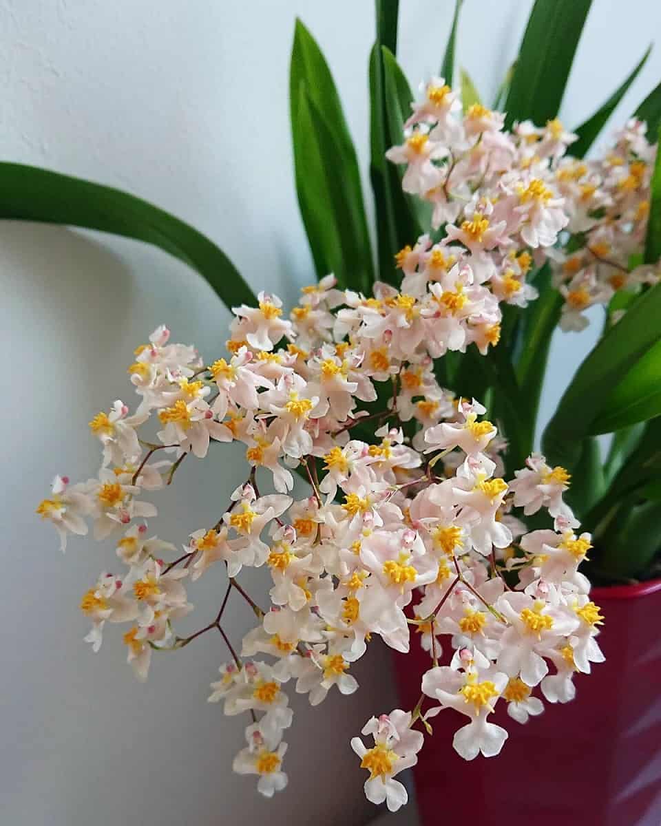 Oncidium Orchid Care Guide | Houseplant Alley