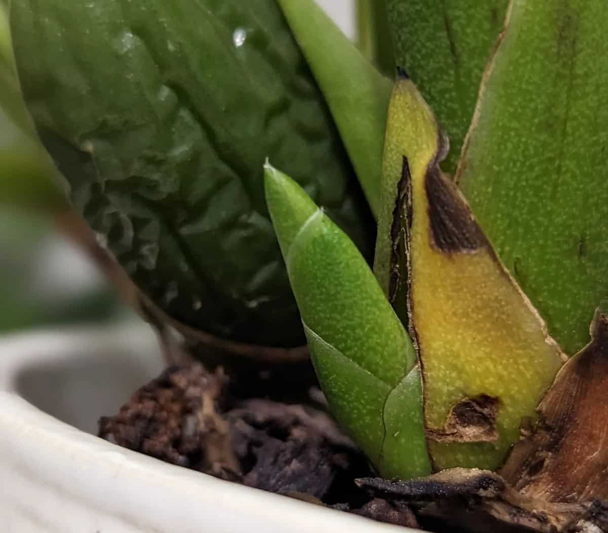 Oncidium Orchid Care Guide | Houseplant Alley