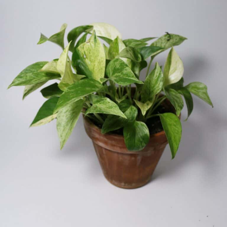 How To Propagate Pothos In Soil | Houseplant Alley