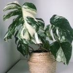 How To Grow Variegated Monstera Plants | Houseplant Alley