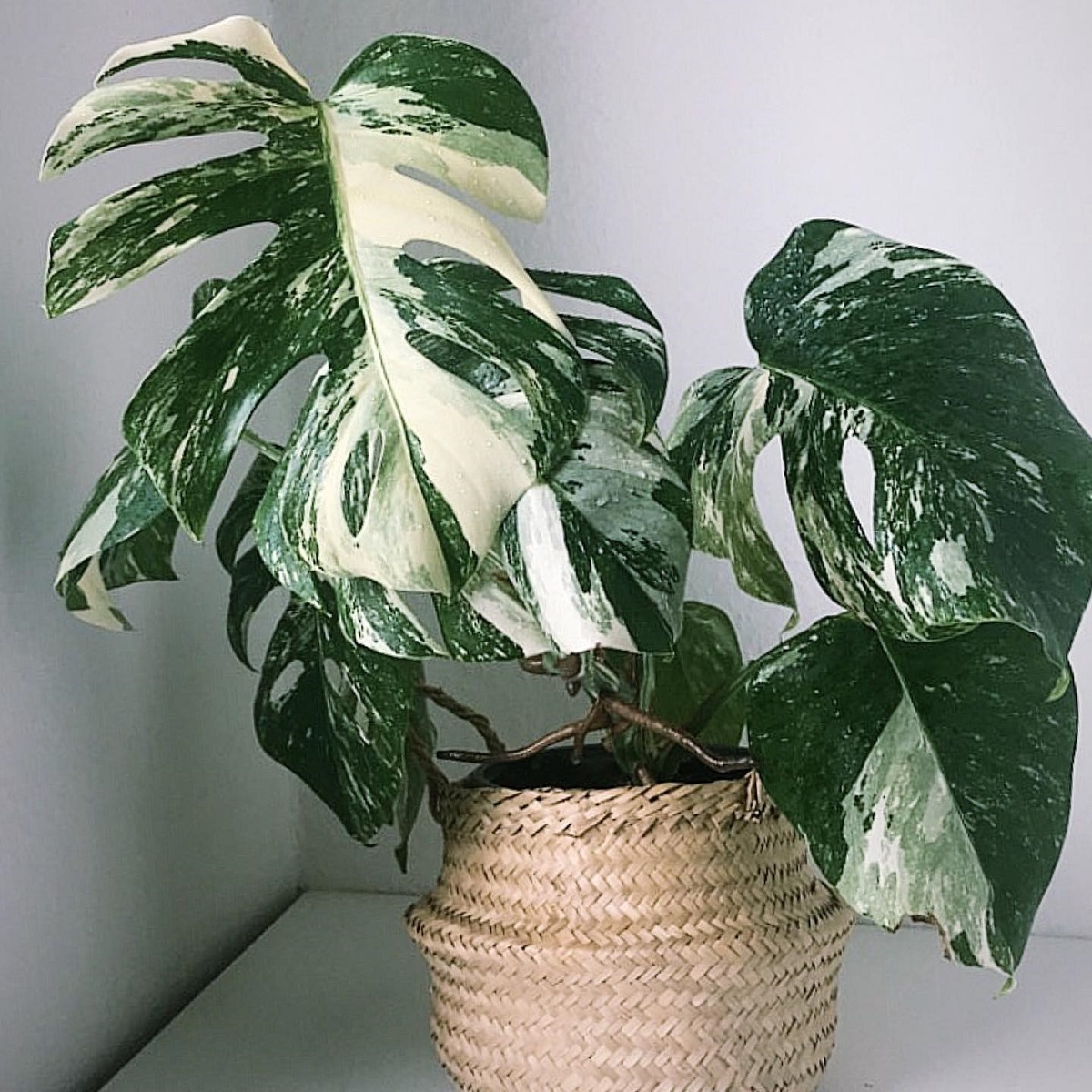 How To Grow Variegated Monstera Plants | Houseplant Alley