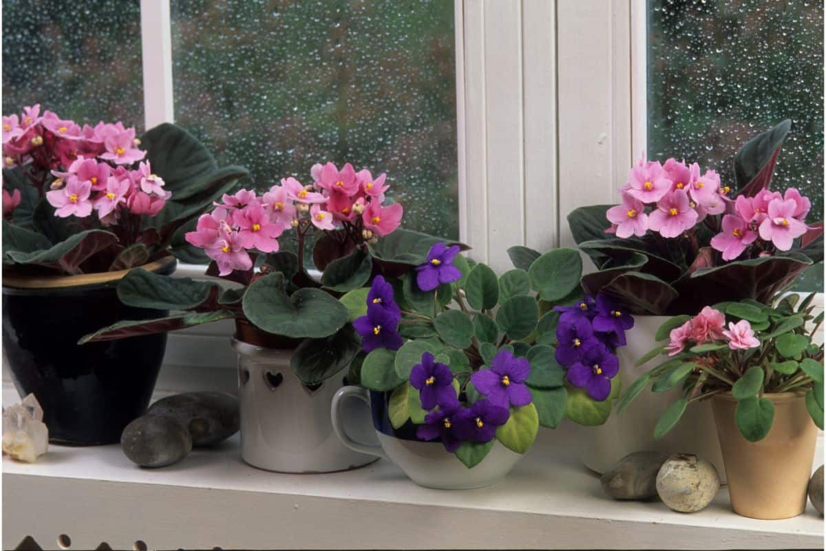 7 Best Pots For African Violets | Houseplant Alley