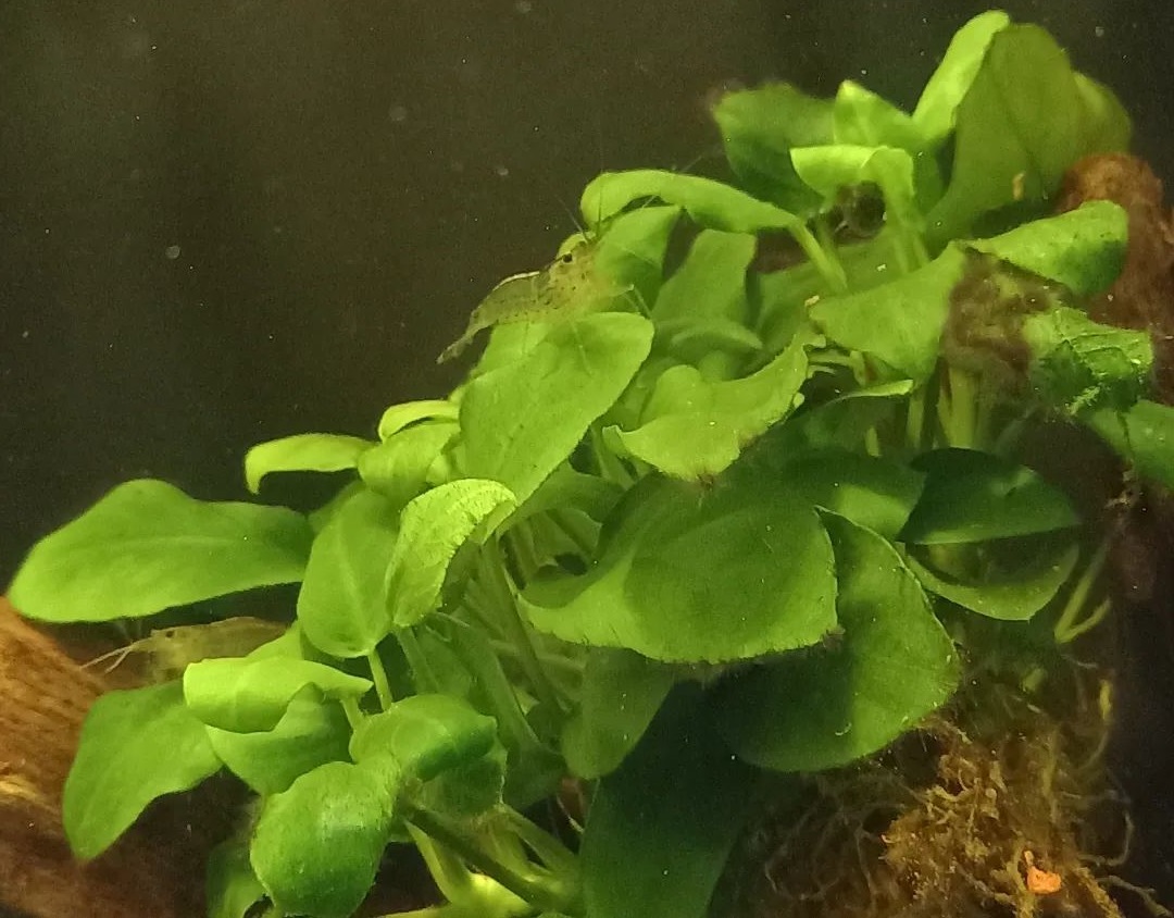 10 Types Of Anubias Aquarium Plants | Houseplant Alley
