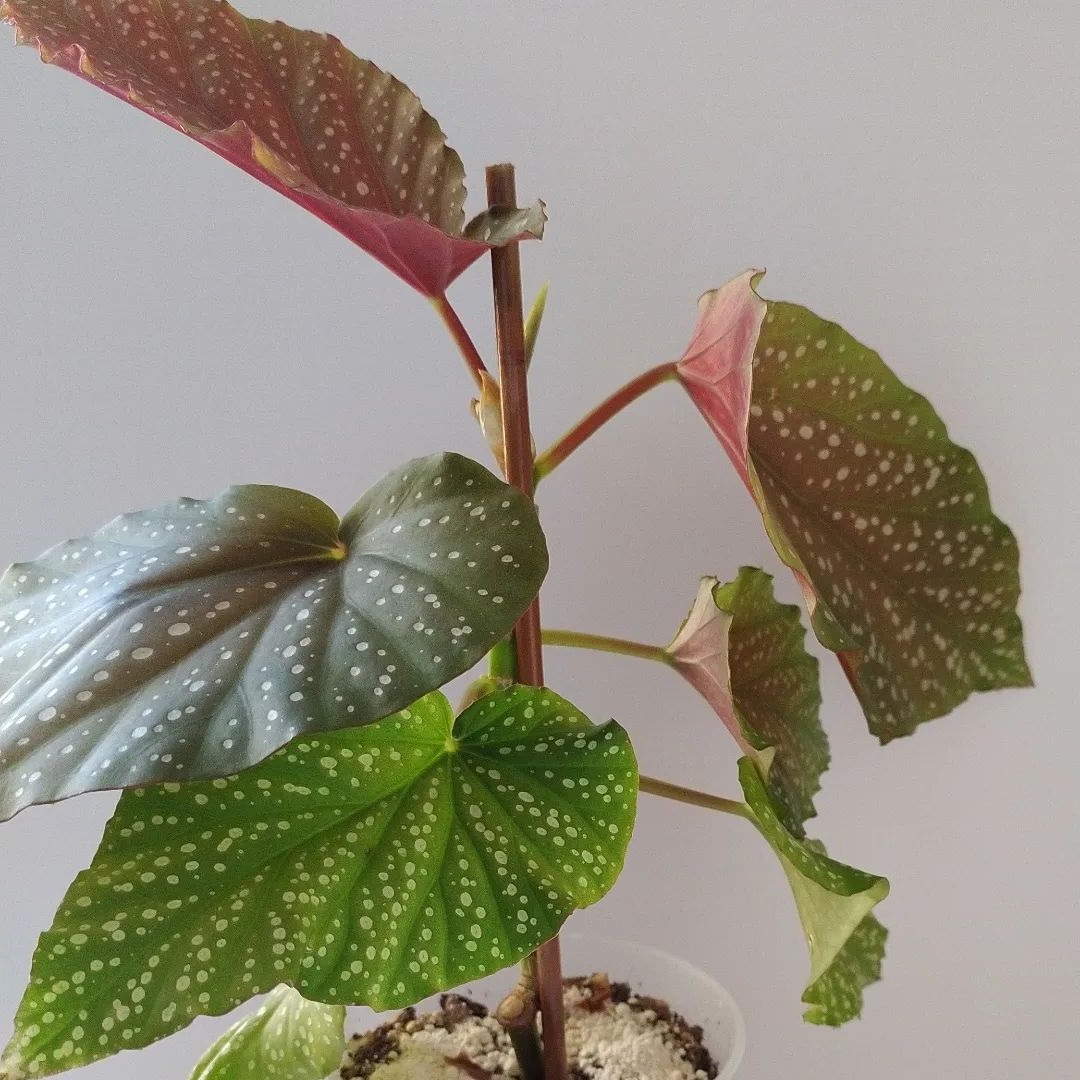 Begonia Corallina de Lucerna Care And Propagation Guide | Houseplant Alley