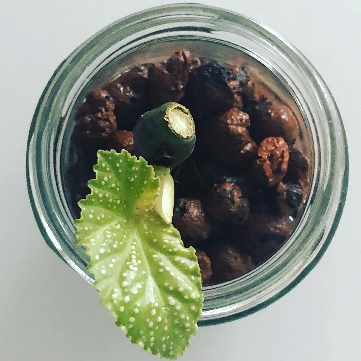 Begonia Corallina de Lucerna Care And Propagation Guide | Houseplant Alley