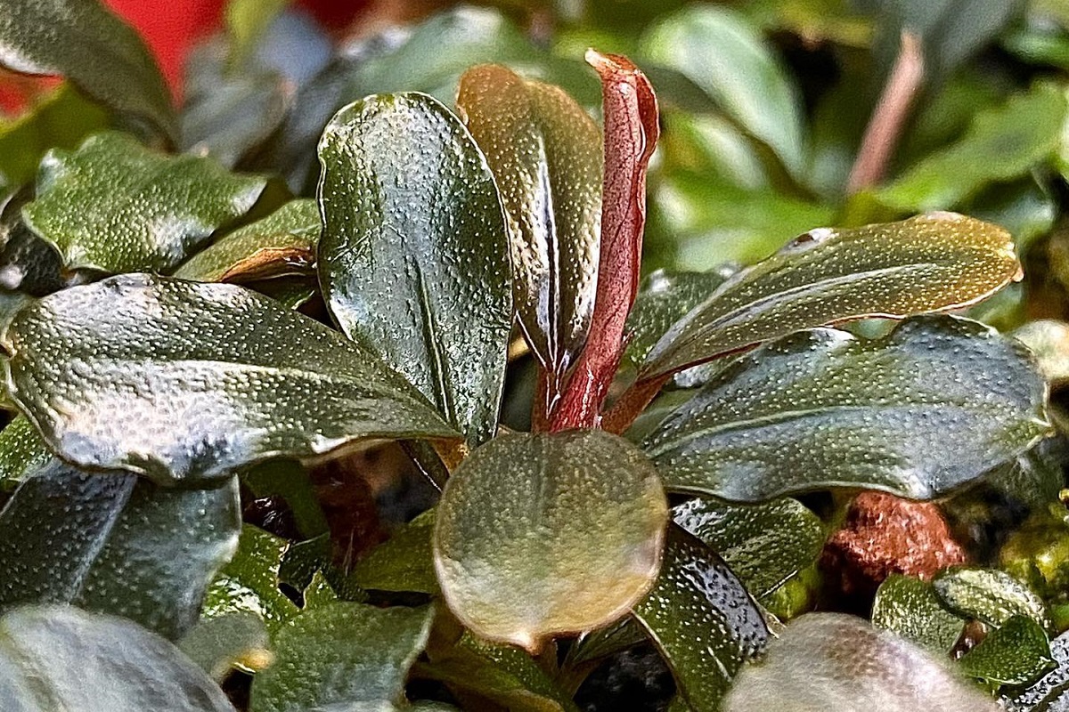39 Best Low Light Aquarium Plants for Aquascaping | Houseplant Alley