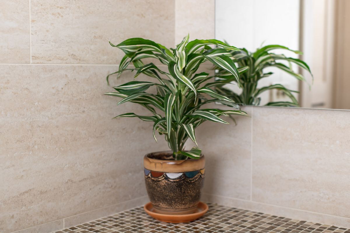 The Ultimate Guide to Low to Zero Light Plants for Your Home | Houseplant Alley