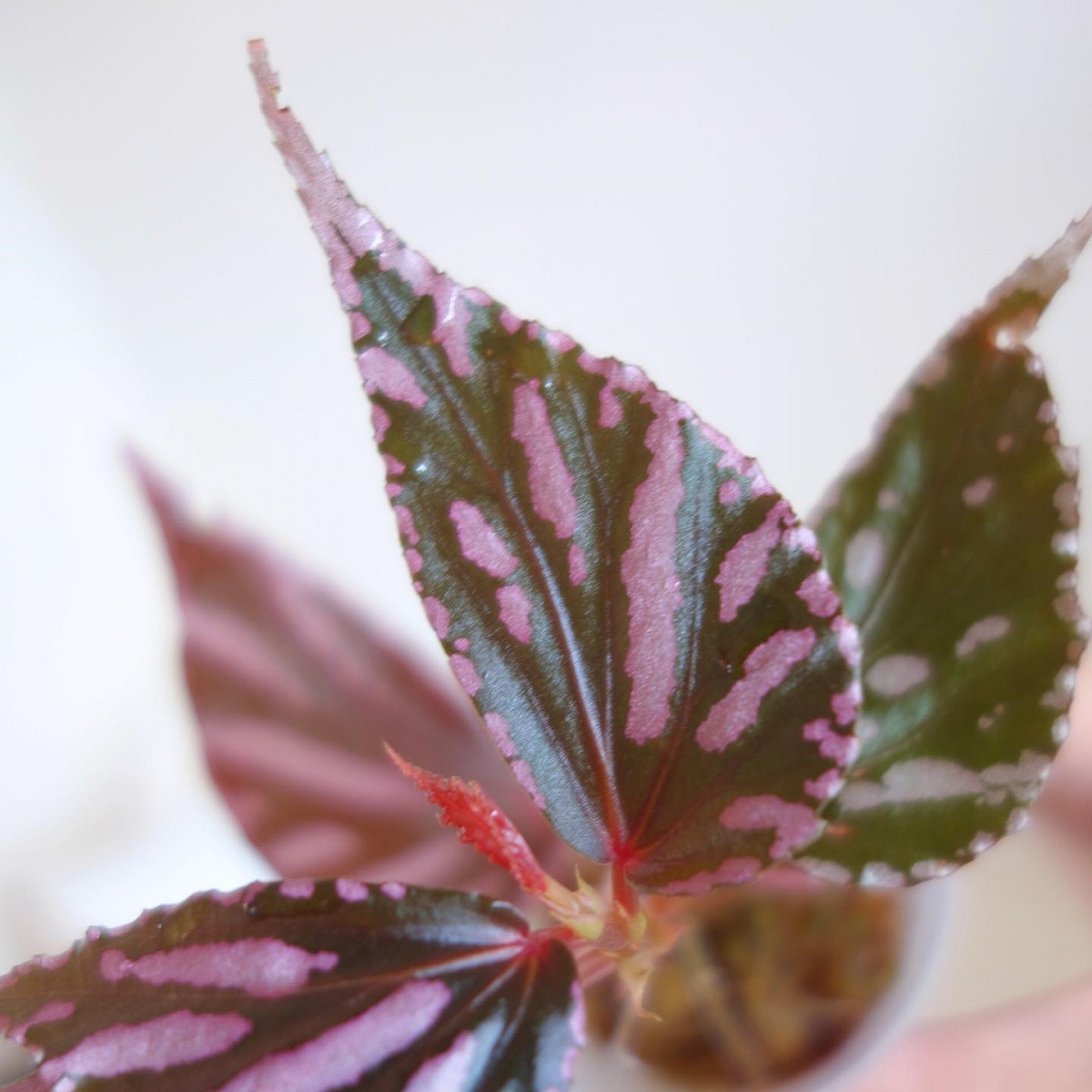 Begonia Julau Care And Propagation Guide | Houseplant Alley