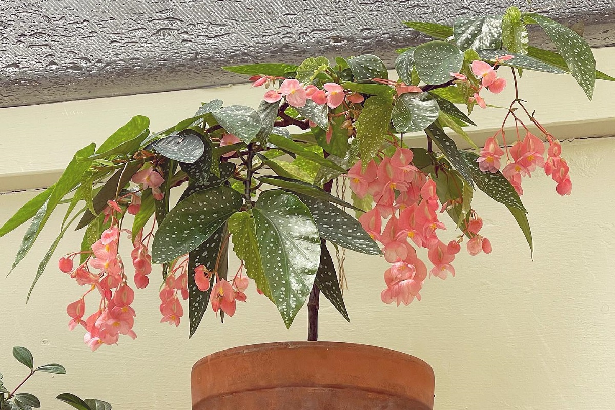 Begonia Tamaya Care And Propagation Guide | Houseplant Alley