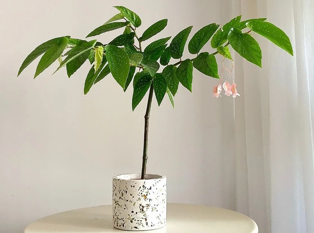 Begonia Tamaya Care And Propagation Guide | Houseplant Alley