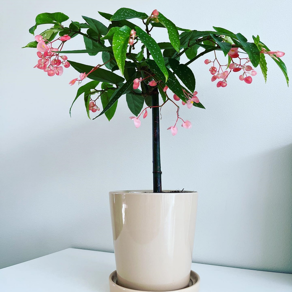 Begonia Tamaya Care And Propagation Guide | Houseplant Alley