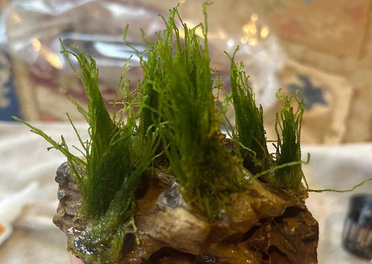 15 Best Plants For Shrimp Tank | Houseplant Alley