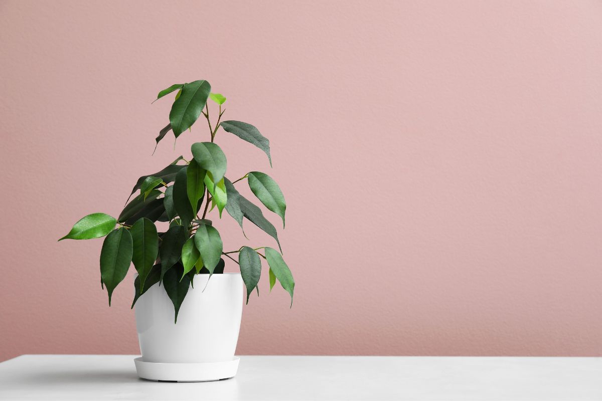 11 Tiny Ficus Trees That Fit Small Spaces | Houseplant Alley