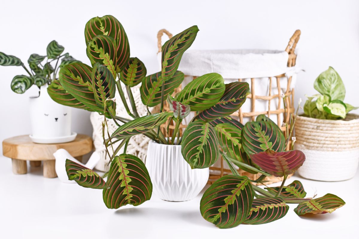 How and Why Do Prayer Plants Move? | Houseplant Alley