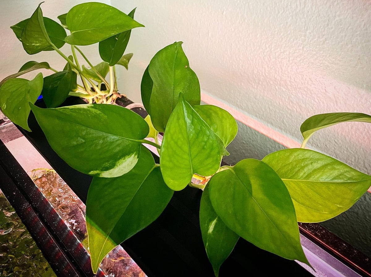 How To Grow Pothos In Aquarium | Houseplant Alley