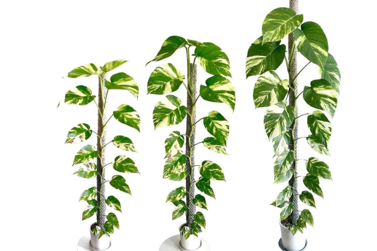 How Long Do Pothos Take To Grow? | Houseplant Alley