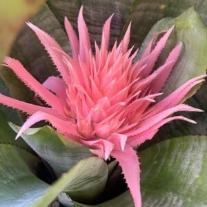 200 Types Of Bromeliads (With Pictures) | Houseplant Alley
