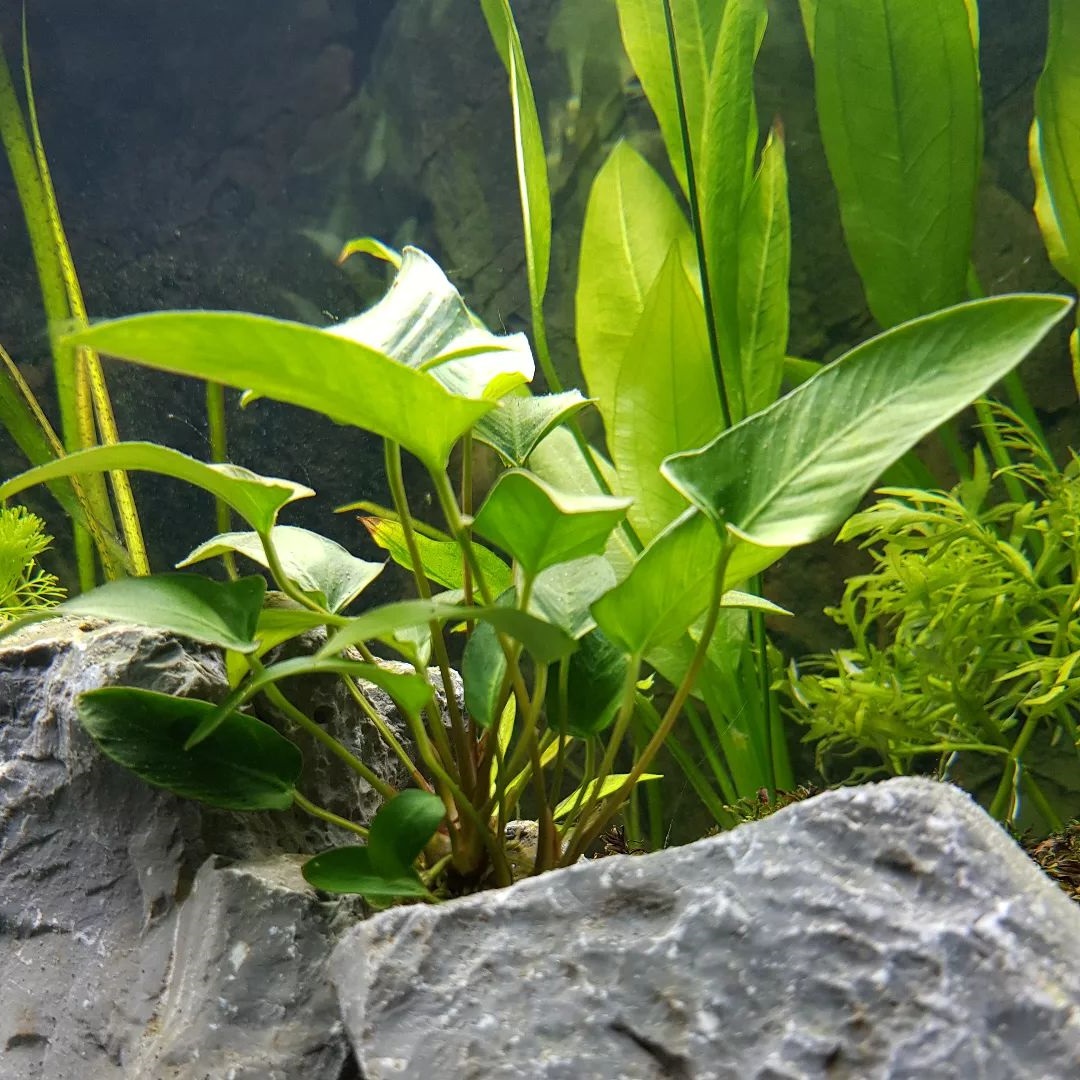 10 Types Of Anubias Aquarium Plants | Houseplant Alley