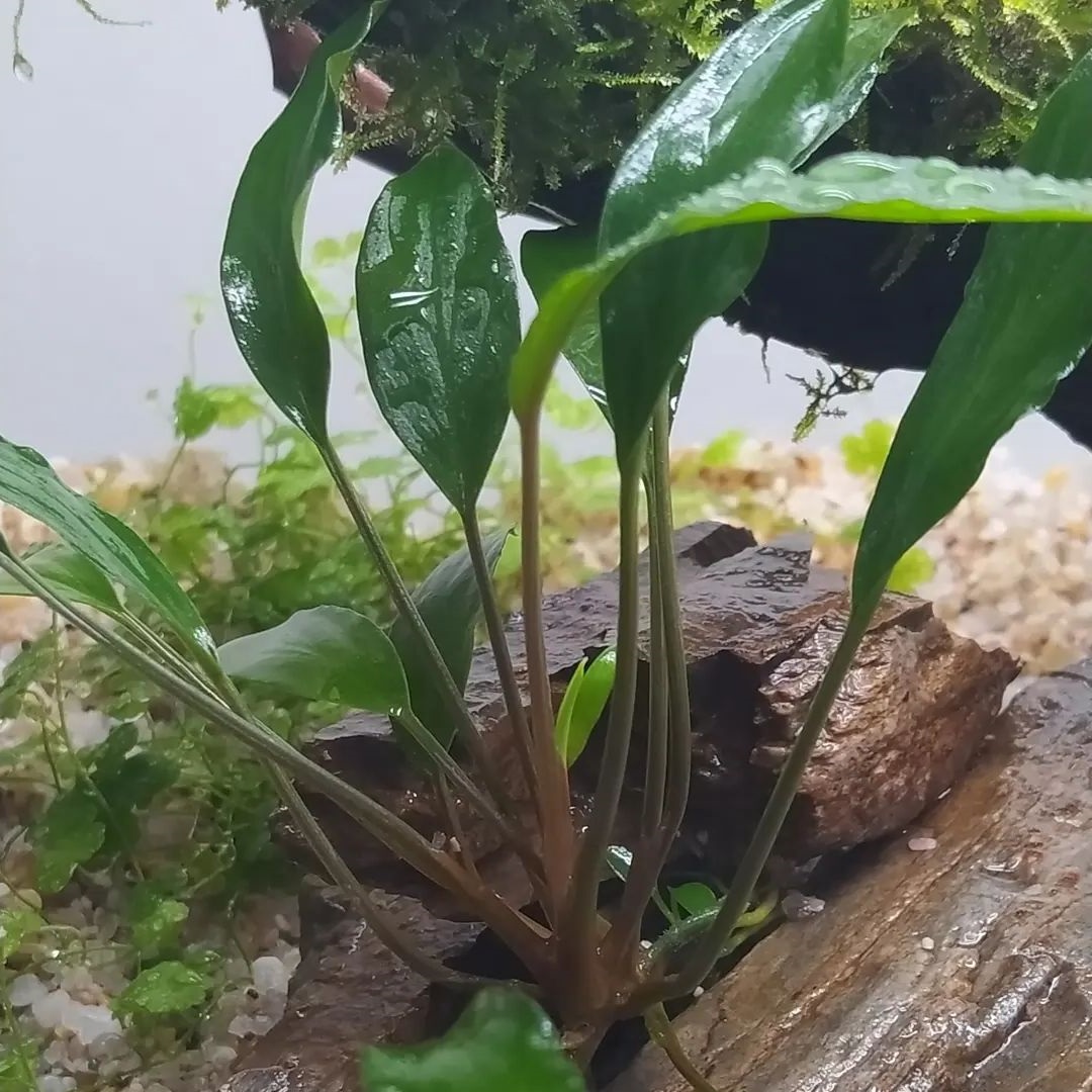 10 Types Of Anubias Aquarium Plants | Houseplant Alley