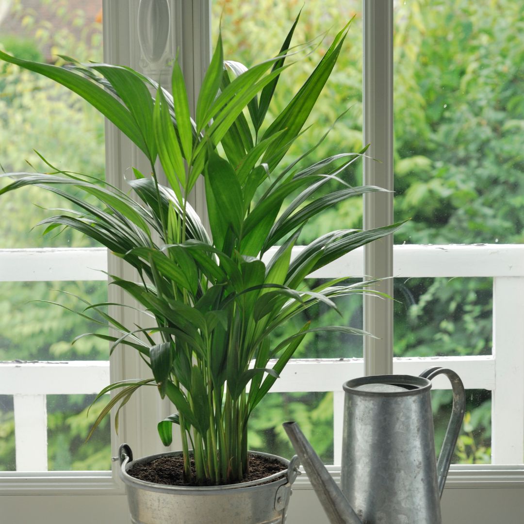 8 Plants That Look Like Bamboo But Are Not | Houseplant Alley