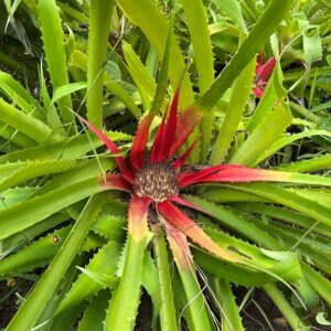 200 Types Of Bromeliads (With Pictures) | Houseplant Alley