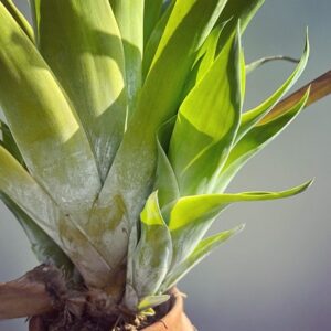 200 Types Of Bromeliads (With Pictures) | Houseplant Alley