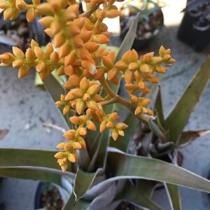 200 Types Of Bromeliads (With Pictures) | Houseplant Alley