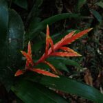200 Types Of Bromeliads (With Pictures) | Houseplant Alley