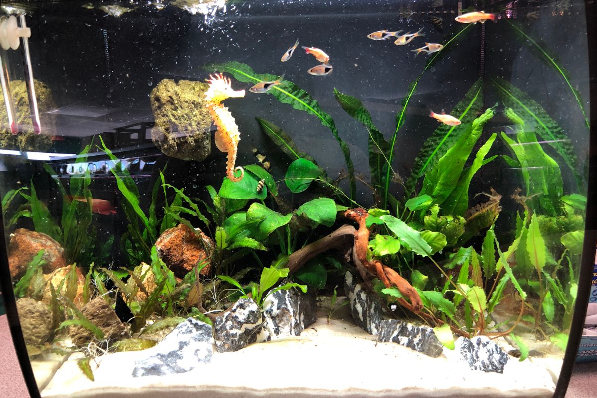 10 Ways How To Anchor Aquarium Plants | Houseplant Alley