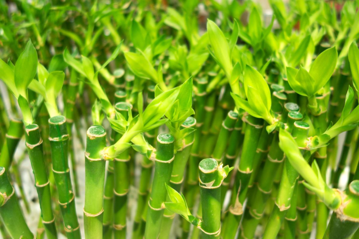 How To Make Lucky Bamboo Grow More Branches | Houseplant Alley