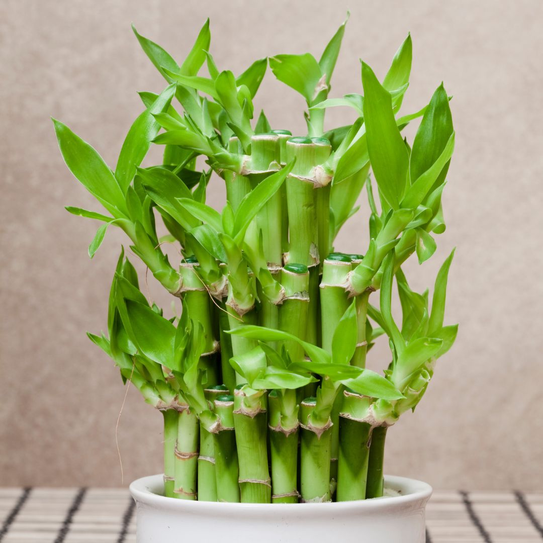 9 Indoor Types Of Bamboo Plants | Houseplant Alley