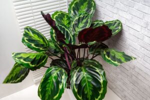 The Ultimate Guide to Low to Zero Light Plants for Your Home ...