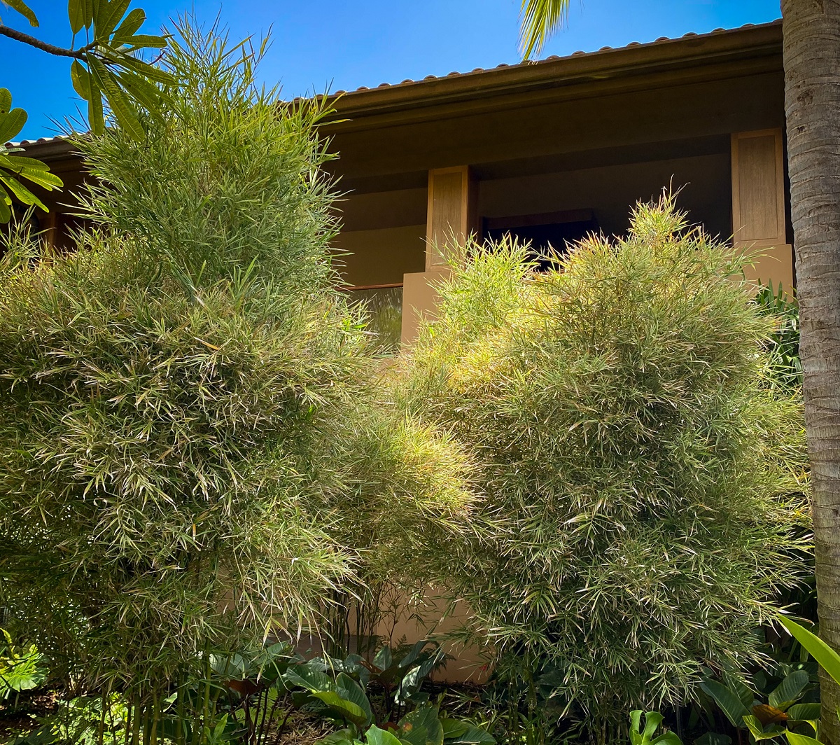 9 Indoor Types Of Bamboo Plants | Houseplant Alley