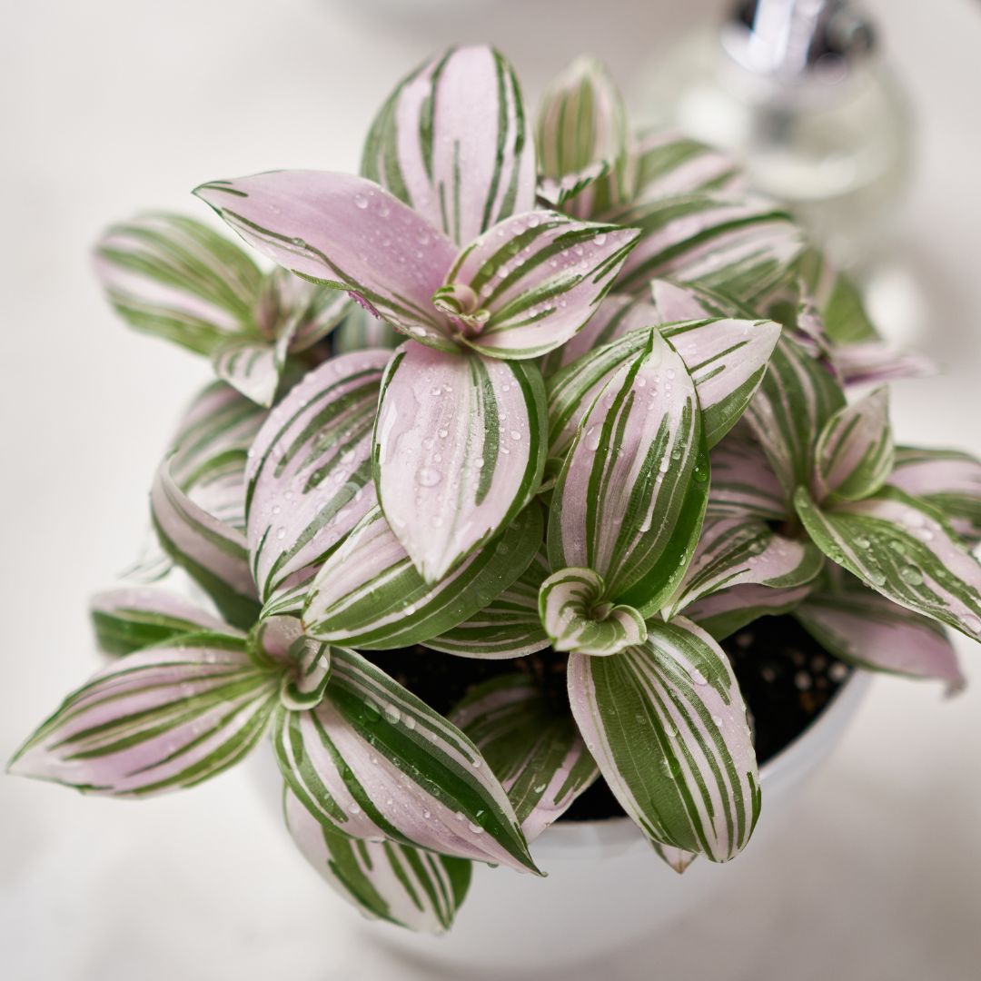 15 Best Indoor Plants For Colorado | Houseplant Alley