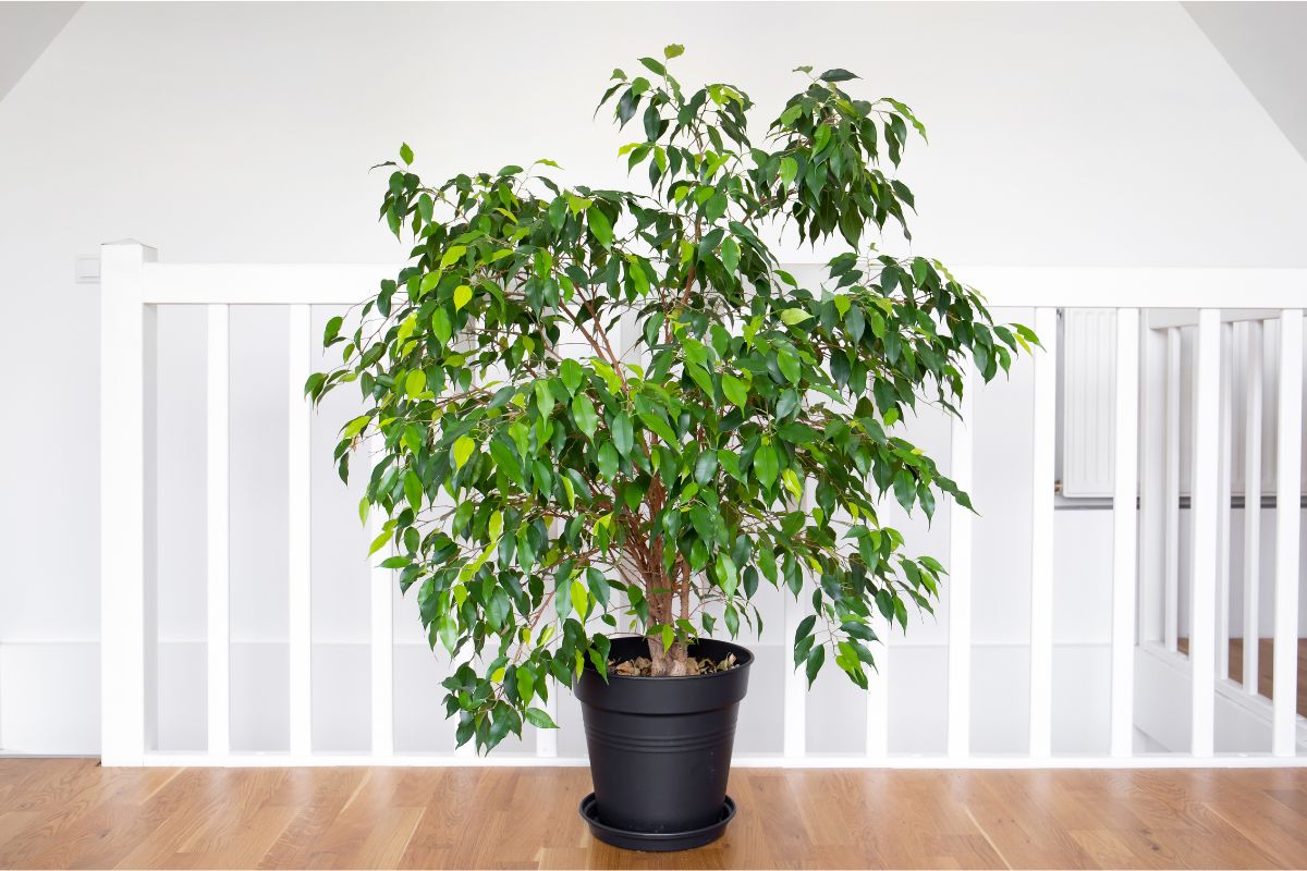 15 Top Ficus Tree Varieties for Your Home | Houseplant Alley