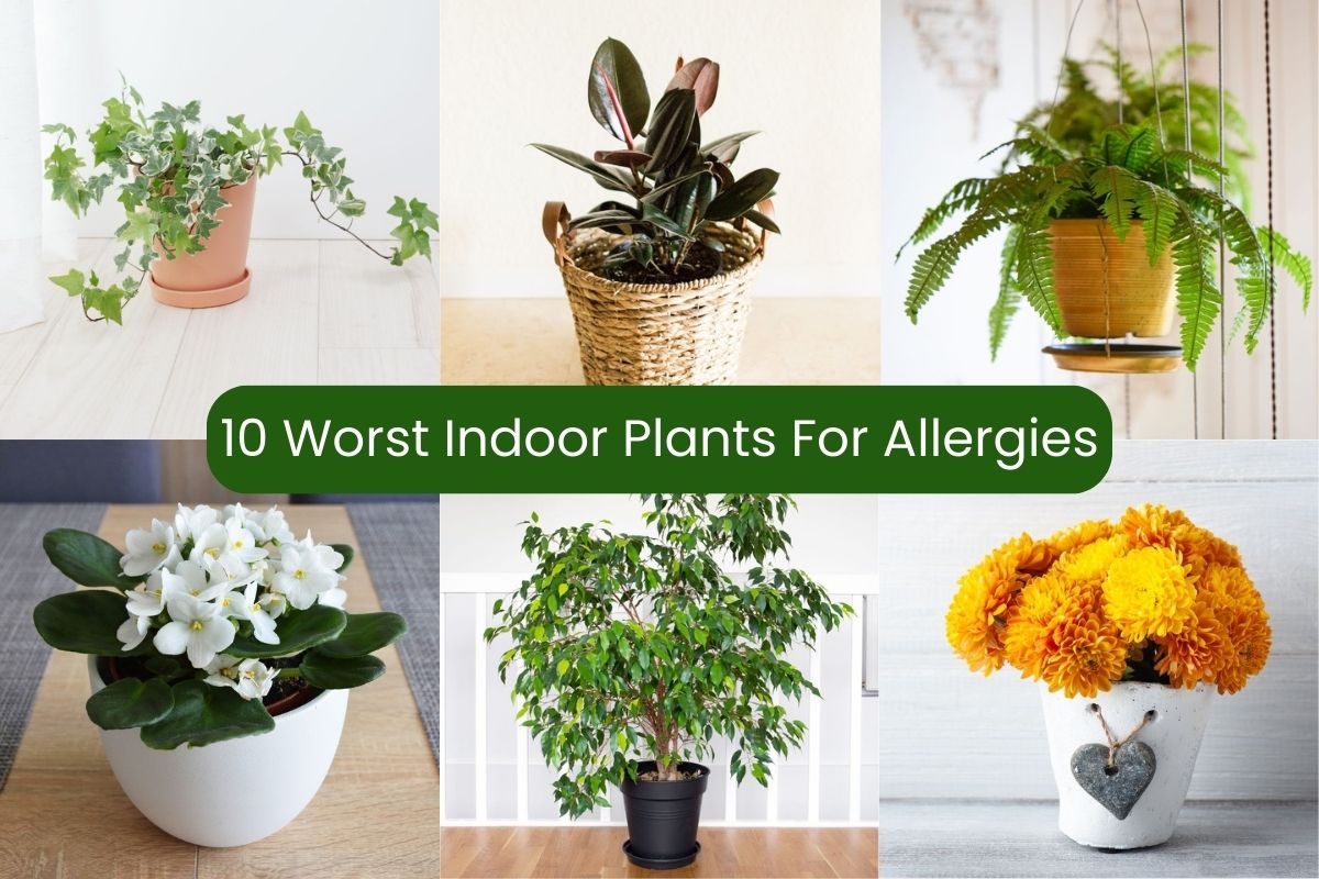10 Worst Indoor Plants For Allergies | Houseplant Alley