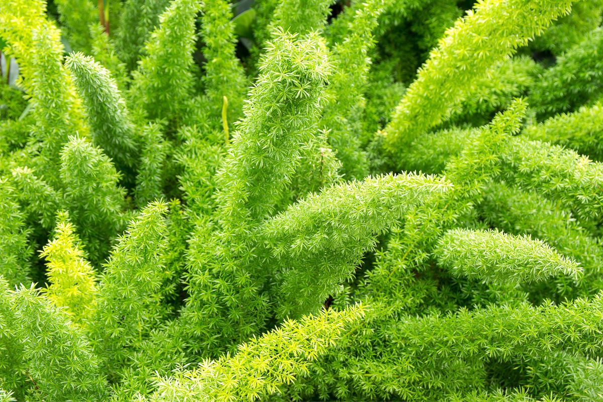 25 Best Miniature Plants For Terrariums | Houseplant Alley