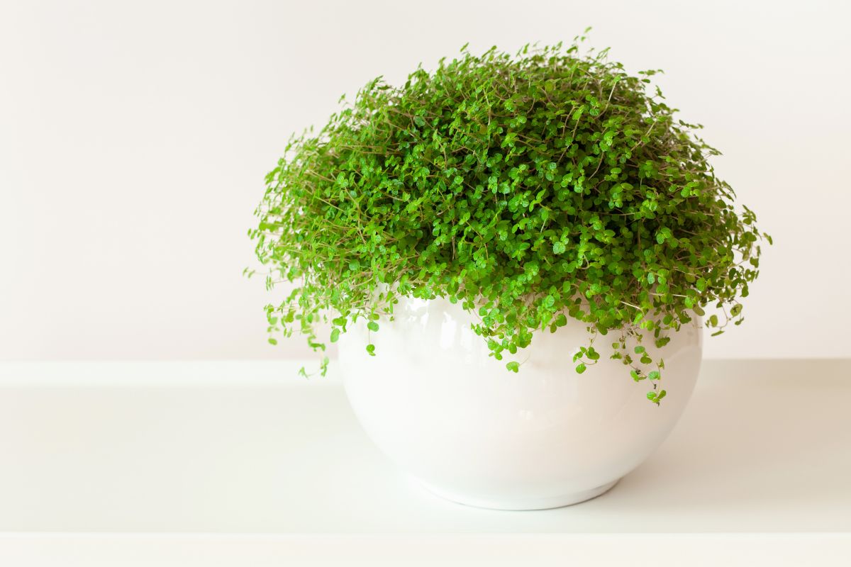 The Best Mini Houseplants for Small Spaces | Houseplant Alley