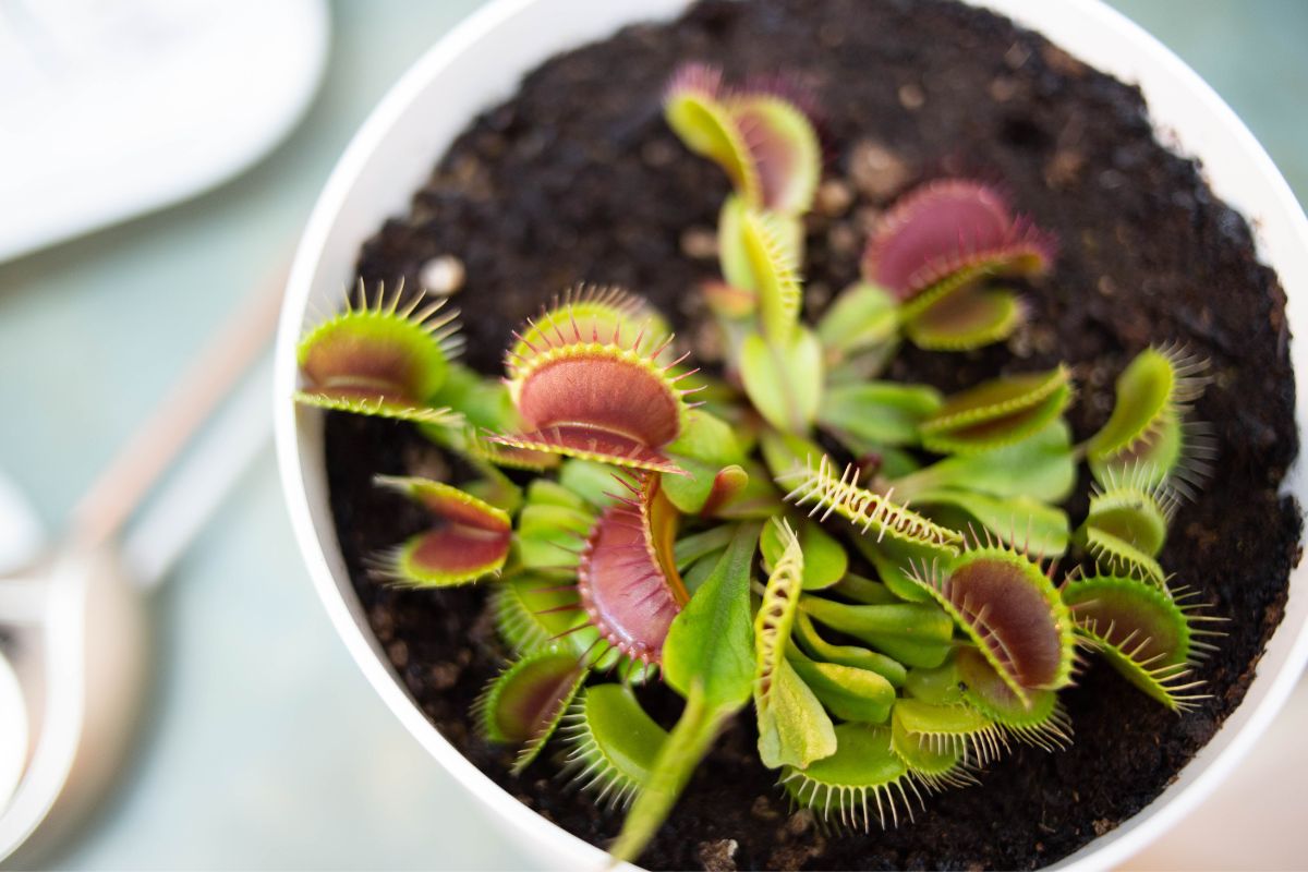 The Best Mini Houseplants for Small Spaces | Houseplant Alley