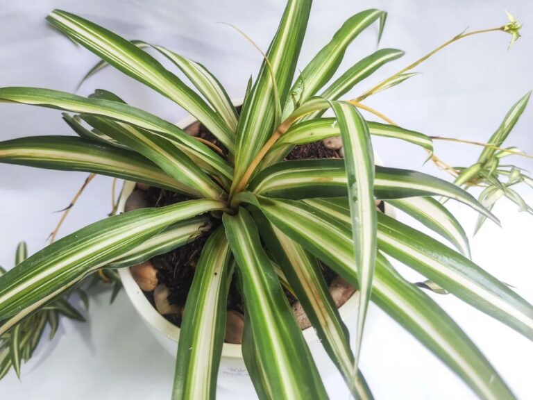 19 Types Of Spider Plants (With Pictures) | Houseplant Alley