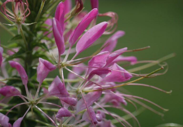 19 Types Of Spider Plants (With Pictures) | Houseplant Alley
