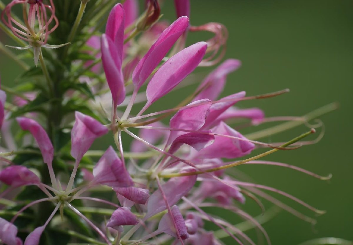 19 Types Of Spider Plants (With Pictures) | Houseplant Alley