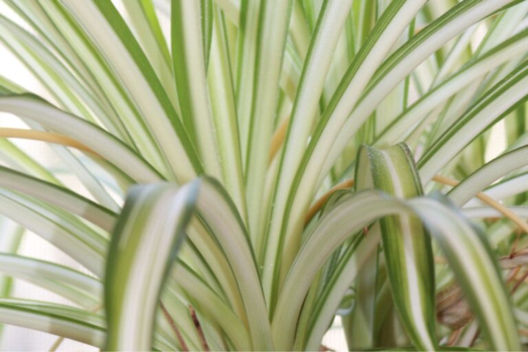 19 Types Of Spider Plants (With Pictures) | Houseplant Alley
