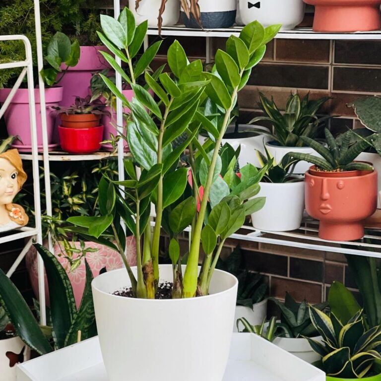 25 Types Of ZZ Plants (With Pictures) | Houseplant Alley