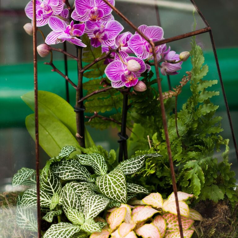 19 Best Terrarium Plants For Low Light | Houseplant Alley