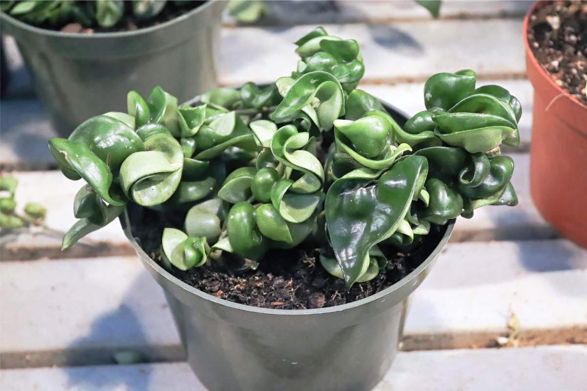How To Make Hoya Grow Faster | Houseplant Alley