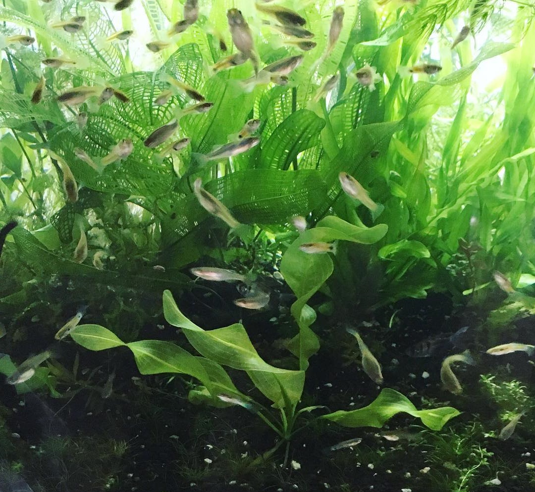 How Long Do Betta Bulbs Take To Grow? | Houseplant Alley